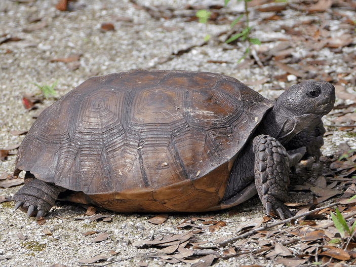 Species - Amphibian and Reptile Conservancy