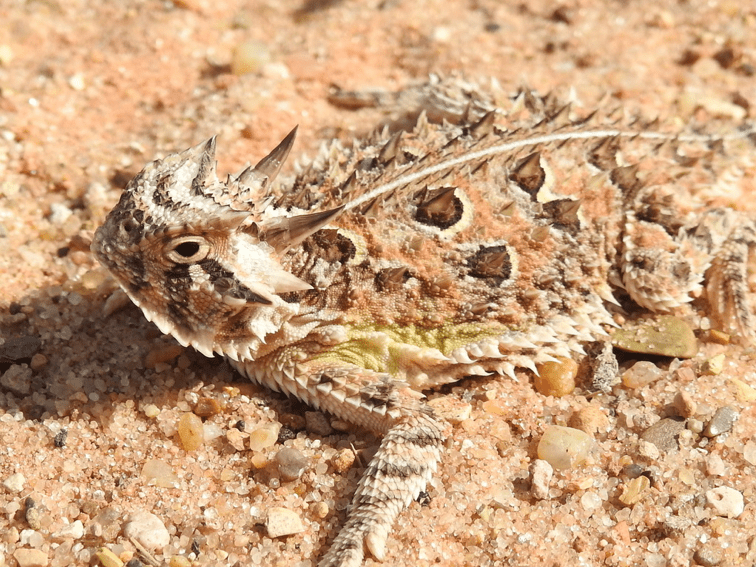 Species - Amphibian and Reptile Conservancy