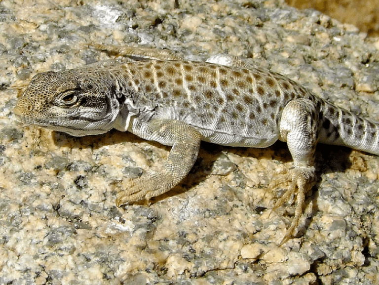 Species - Amphibian and Reptile Conservancy