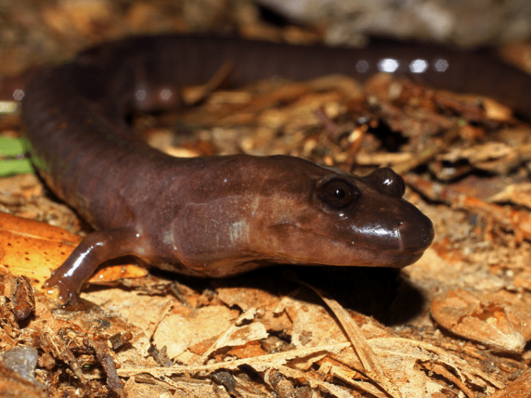 Species - Amphibian and Reptile Conservancy