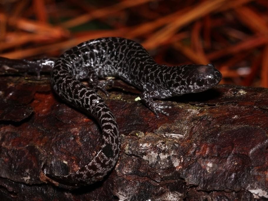 Species - Amphibian and Reptile Conservancy