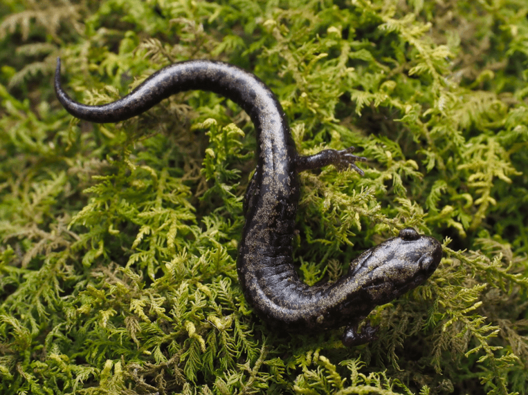 Species - Amphibian and Reptile Conservancy