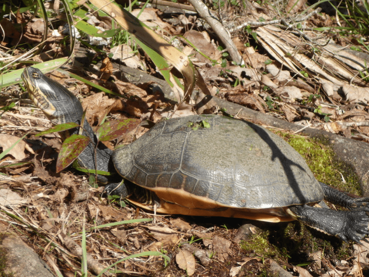 Species - Amphibian and Reptile Conservancy