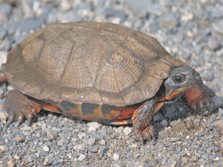 Species - Amphibian and Reptile Conservancy