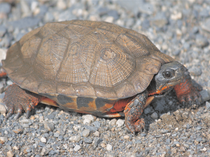 Species - Amphibian and Reptile Conservancy