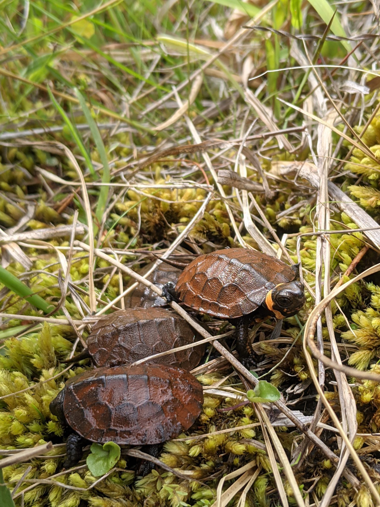 Small Turtles, Big Future: Southern Population of the Bog Turtle ...