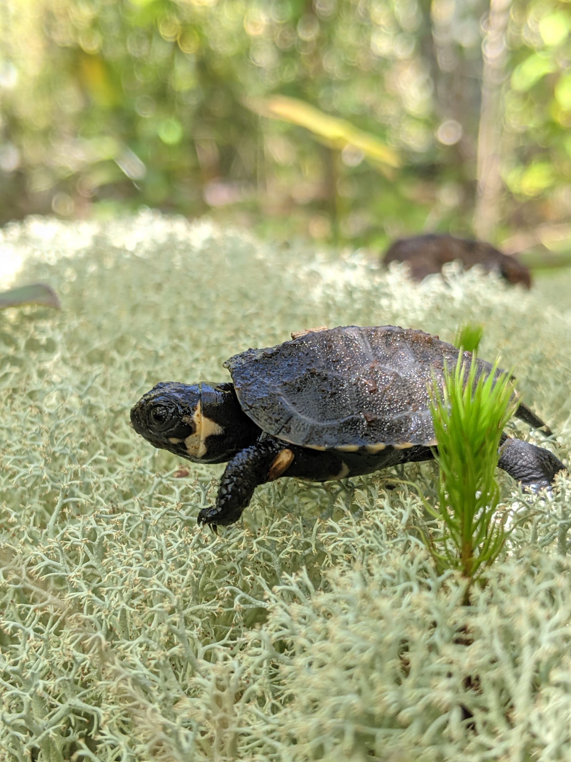 Small Turtles, Big Future: Southern Population of the Bog Turtle ...