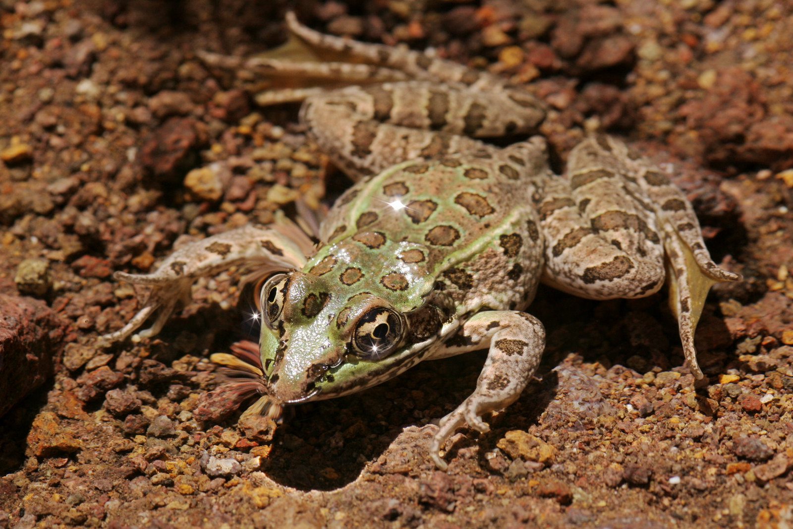 Thinking Bigger: Coordinated Place-Based Conservation in PARCAs ...