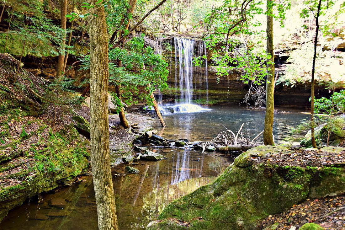 Black Warrior Waterdog and Flattened Musk Turtle - Amphibian and ...