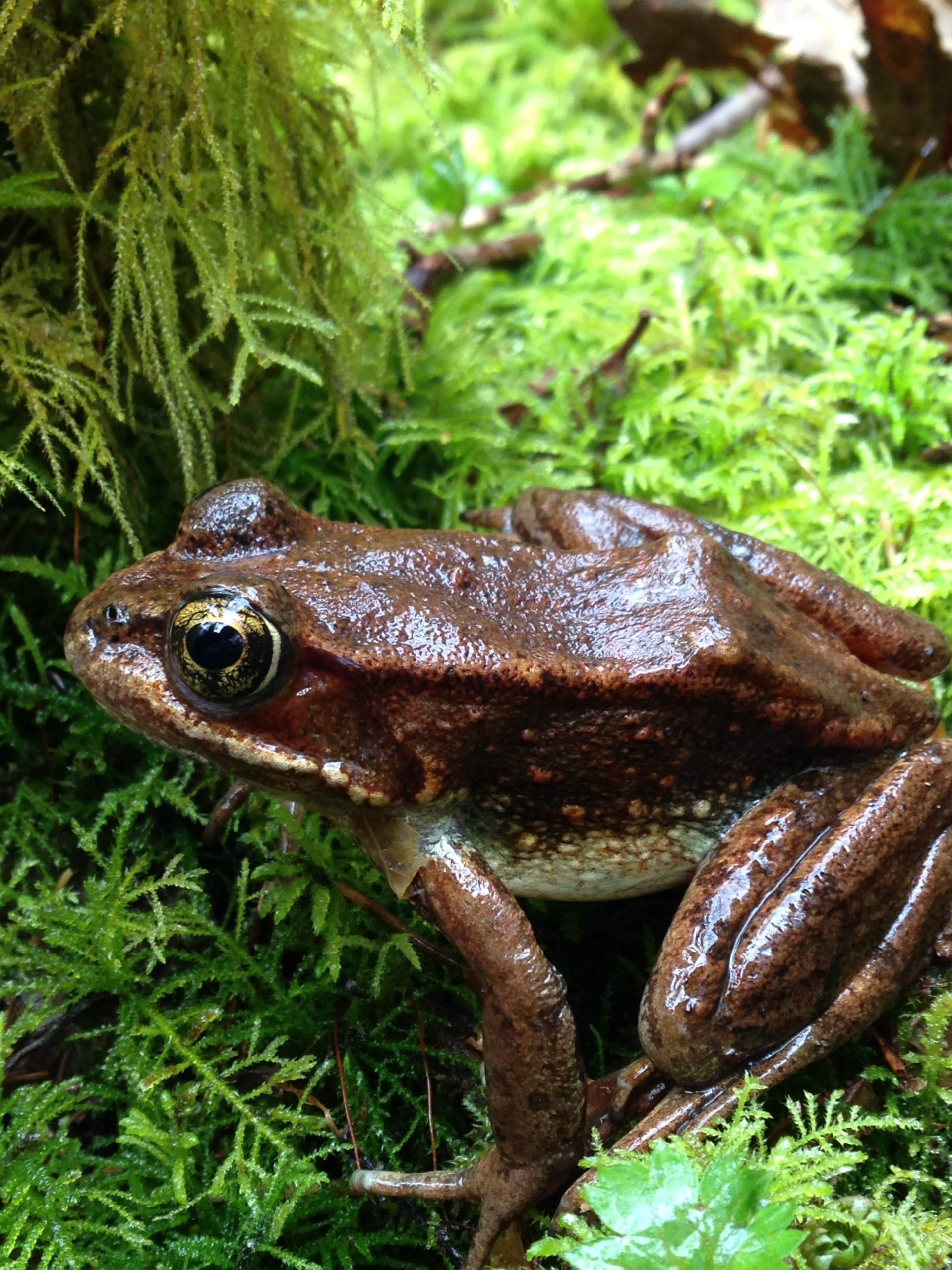 Conserving Imperiled Amphibians and Reptiles in a Changing Climate ...