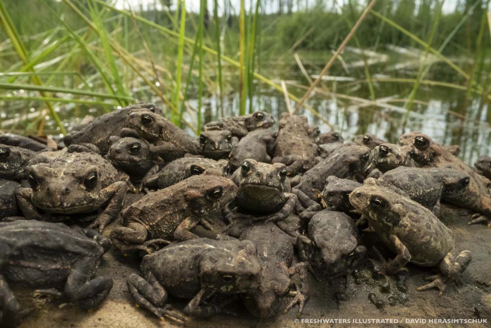 Increasing the Odds for Amphibians in the Face of a Long-Term Pandemic ...