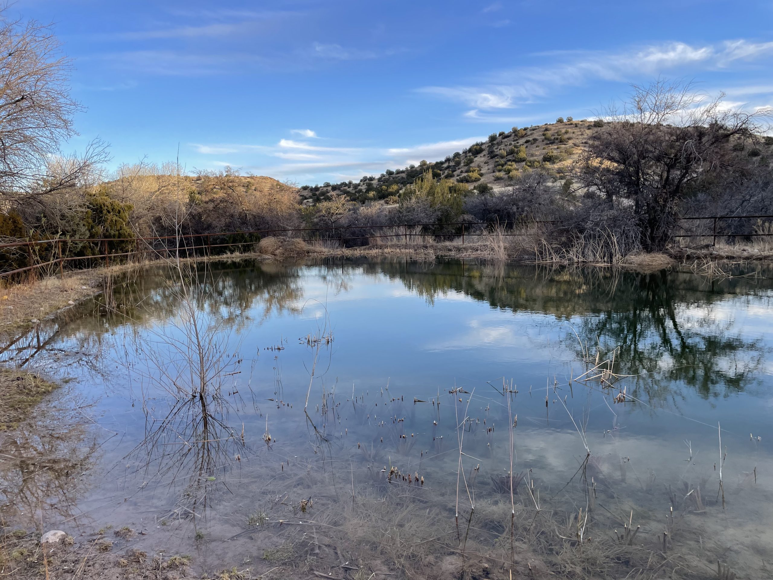 Combating Invasives to Give Native Species Back Their Competitive Edge ...