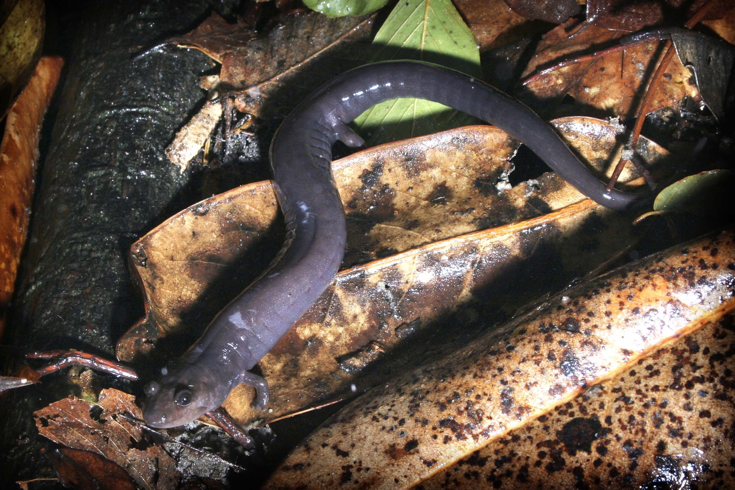 50 Years: What the Endangered Species Act Has Meant for Amphibians and ...