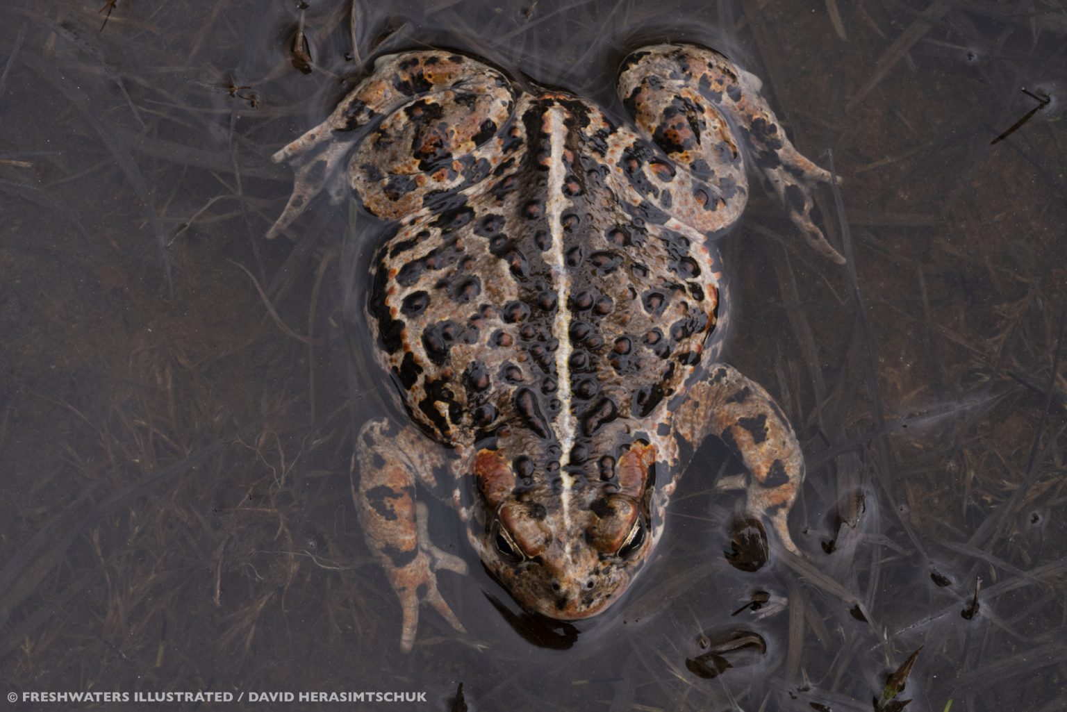 Helping Amphibians: Disinfection Techniques to Reduce the Spread of ...