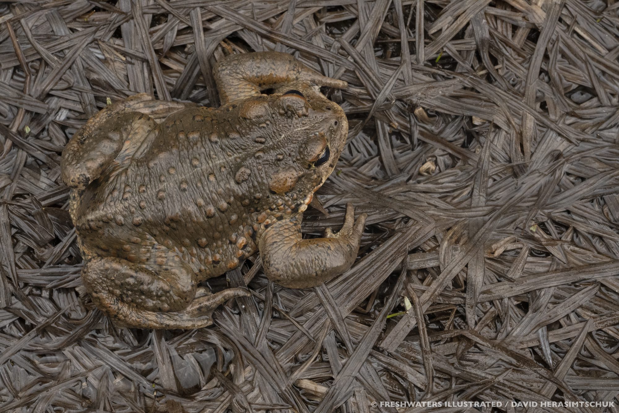 Helping Amphibians: Disinfection Techniques to Reduce the Spread of ...