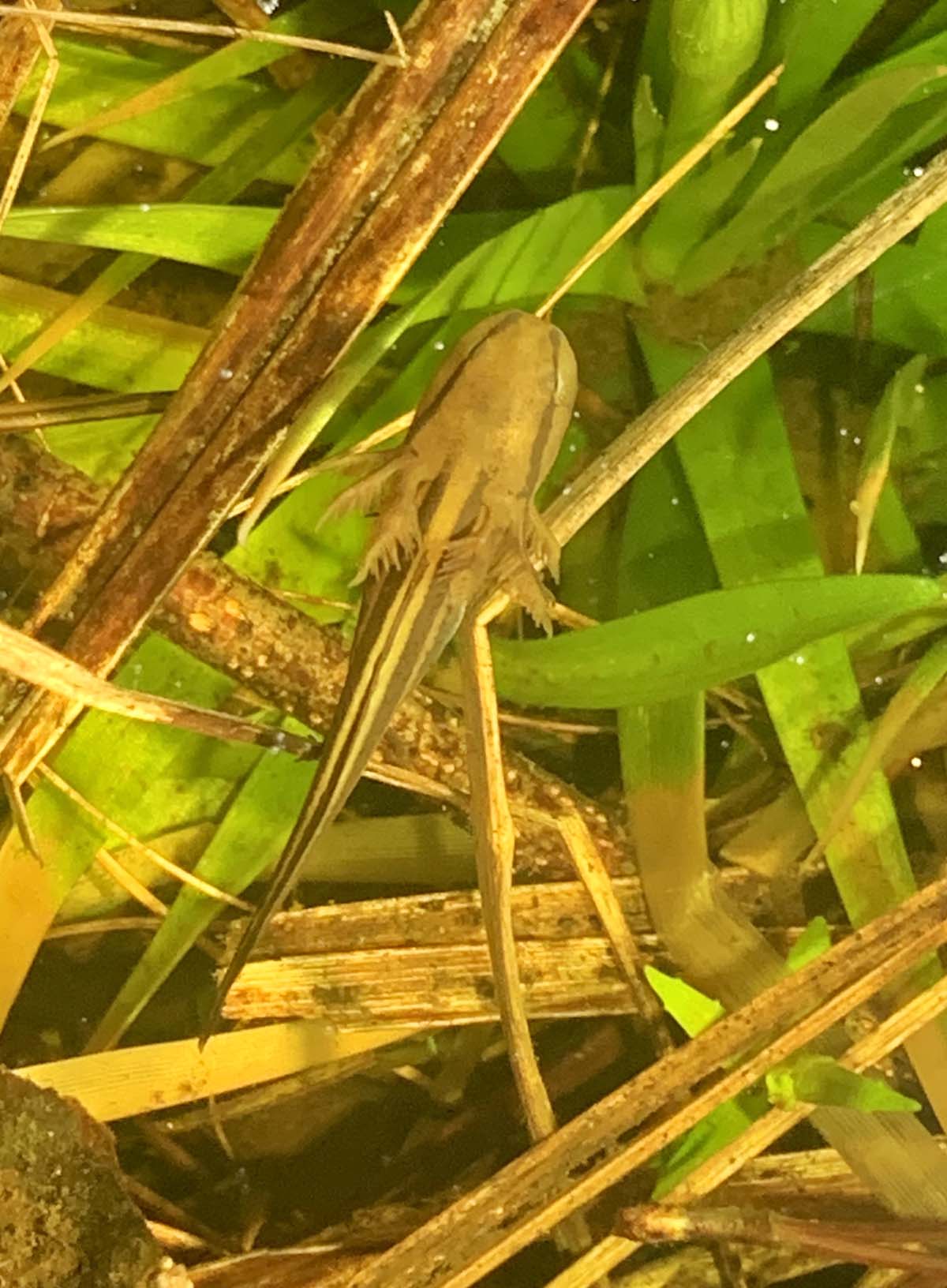 Recovering the Frosted Flatwoods Salamander - Amphibian and Reptile ...