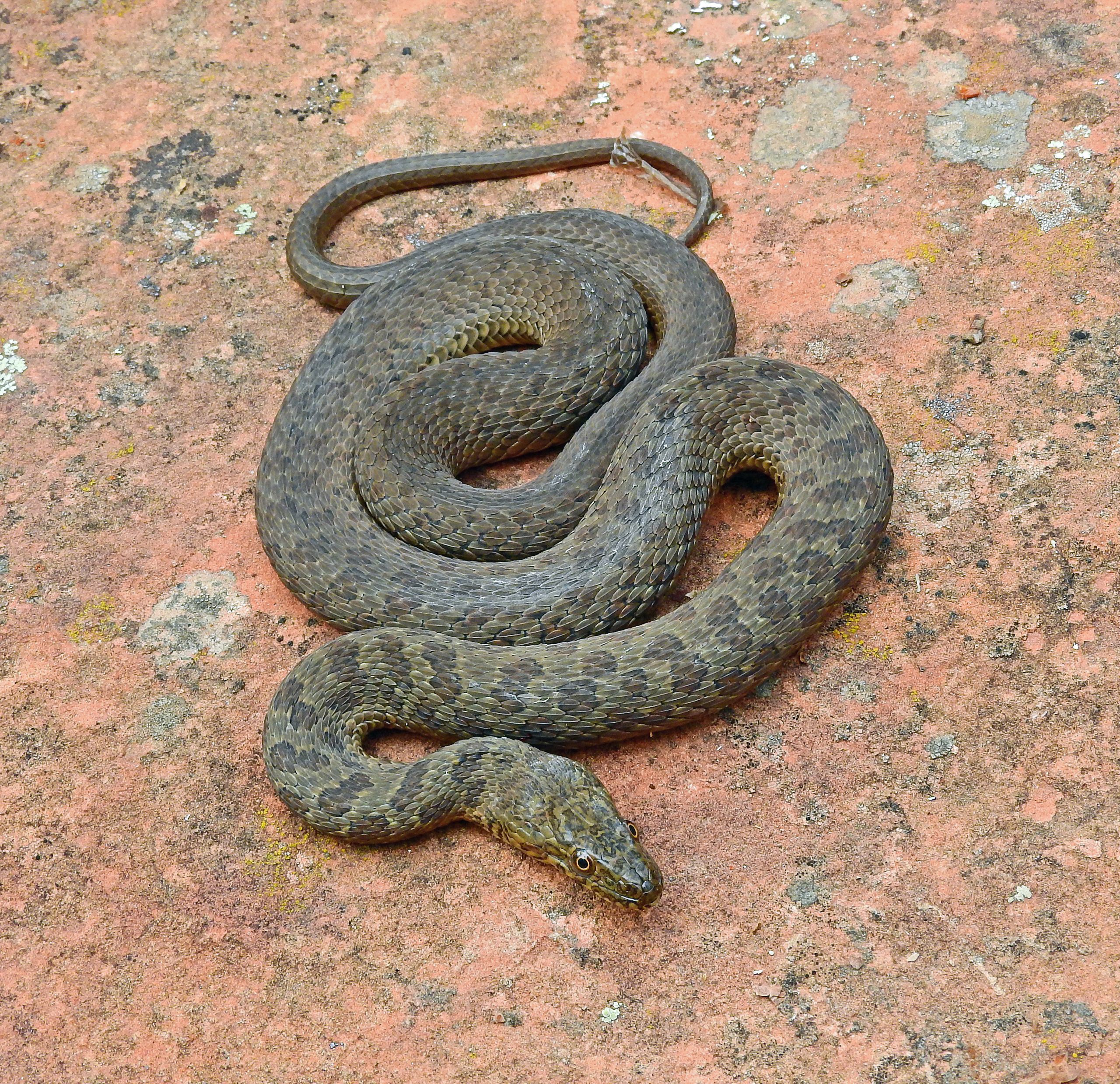 Restoring a Desert Oasis to Bolster Narrow-Headed Garter Snake ...