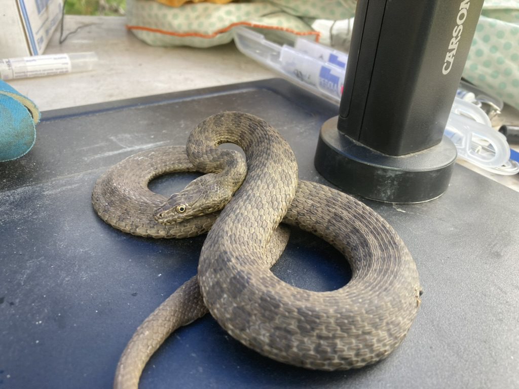 Restoring a Desert Oasis to Bolster Narrow-Headed Garter Snake ...