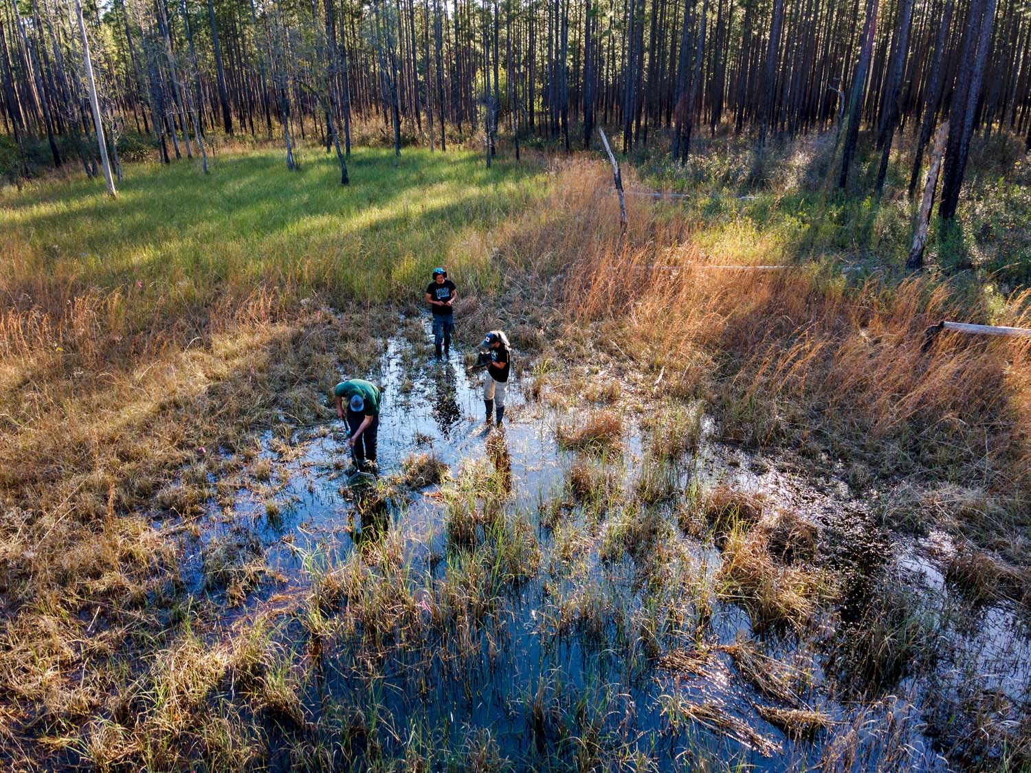 Bounty of Habitats for Rare Species: Protecting & Restoring the Francis ...