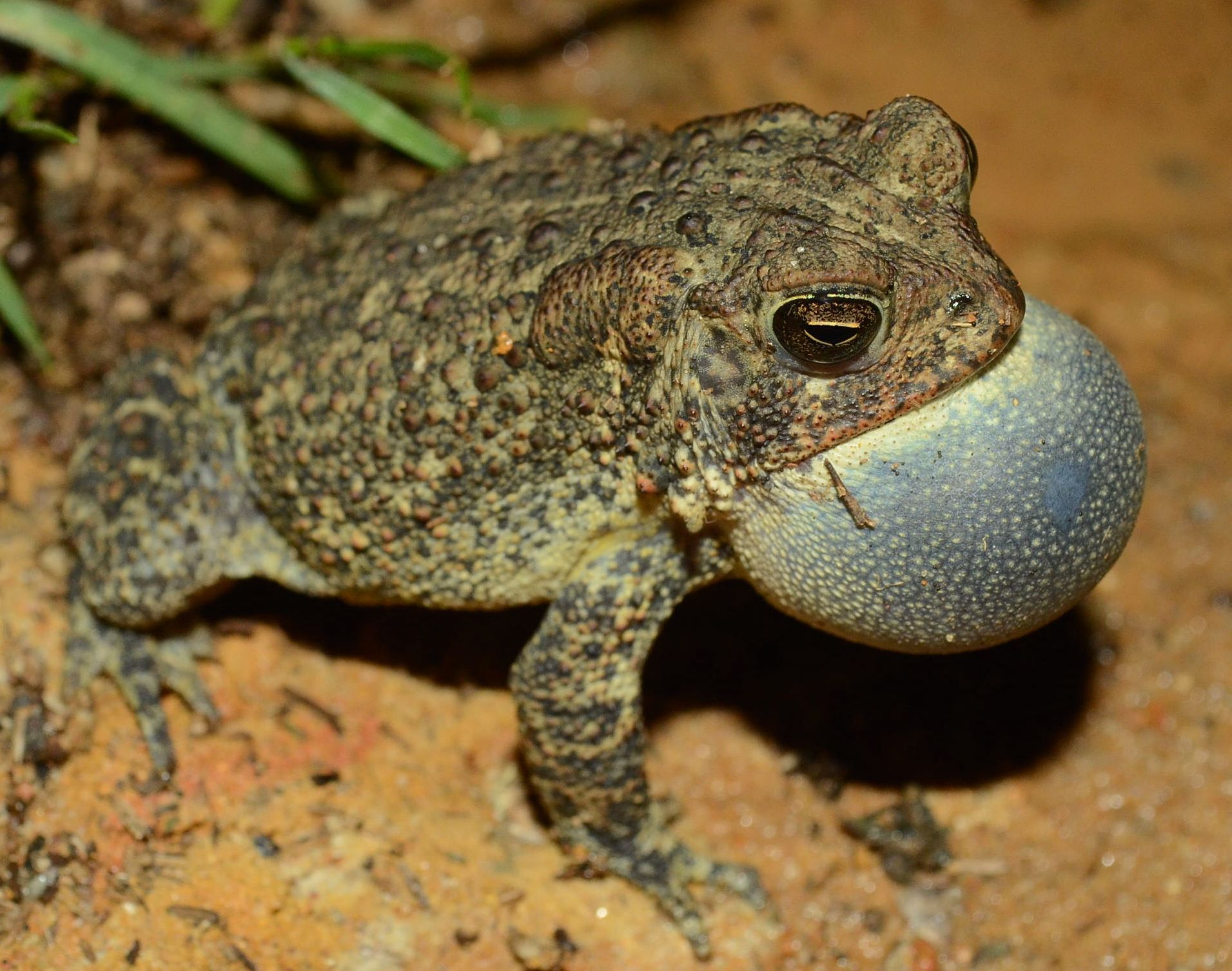 Heeding the Call: Conservation of the Houston Toad - Amphibian and ...