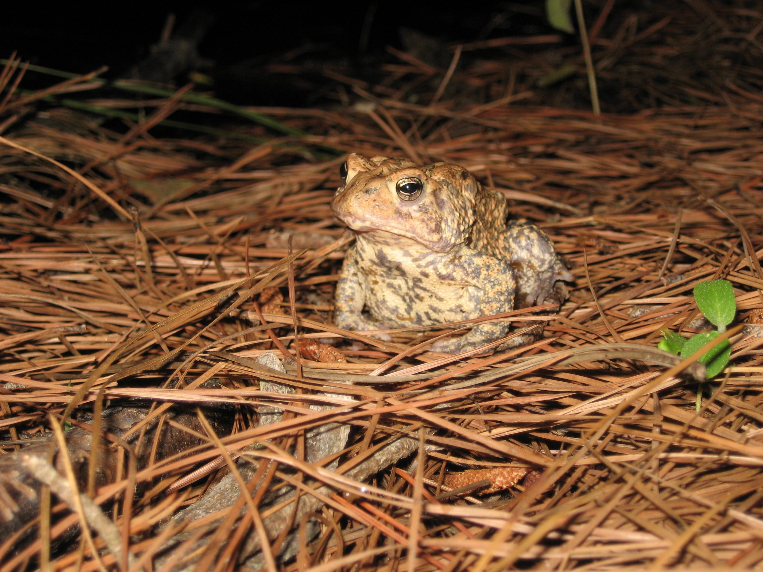Heeding the Call: Conservation of the Houston Toad - Amphibian and ...