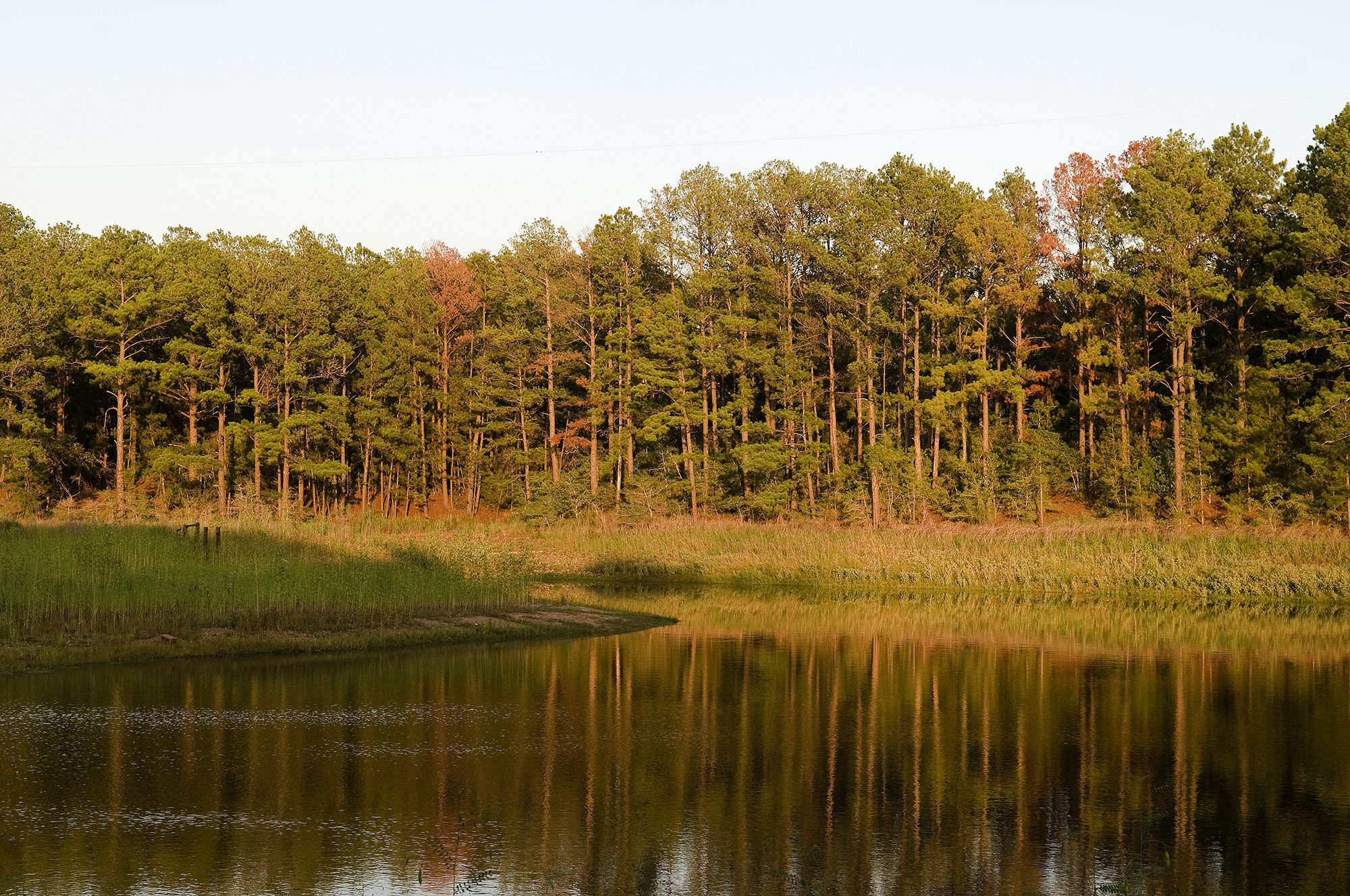 Heeding the Call: Conservation of the Houston Toad - Amphibian and ...
