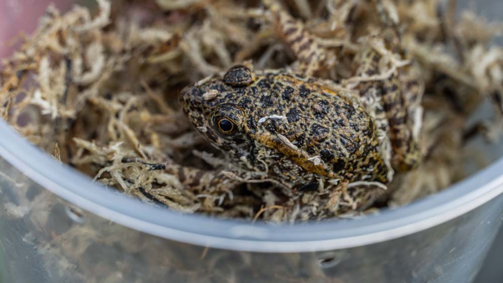 Gopher Frog Recovery: At the Edge of a Precipice - Amphibian and ...