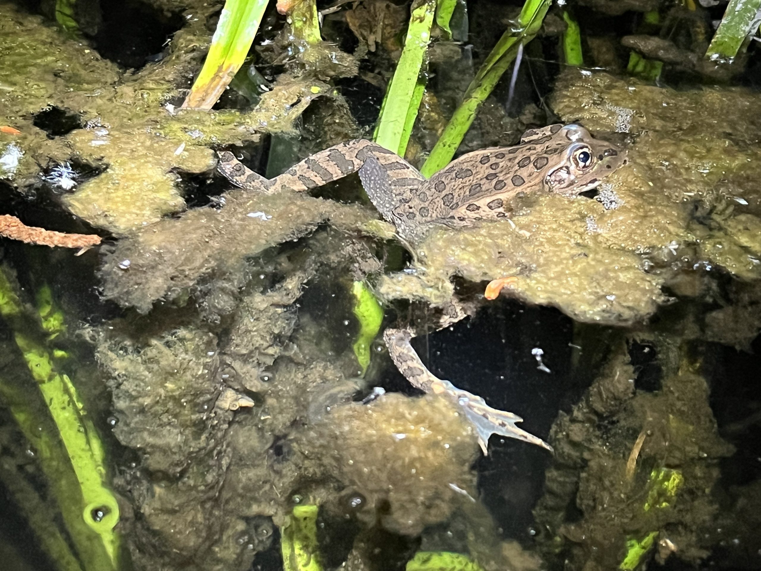 Cochise PARCAs: Conserving the Southwest’s Biological Richness ...