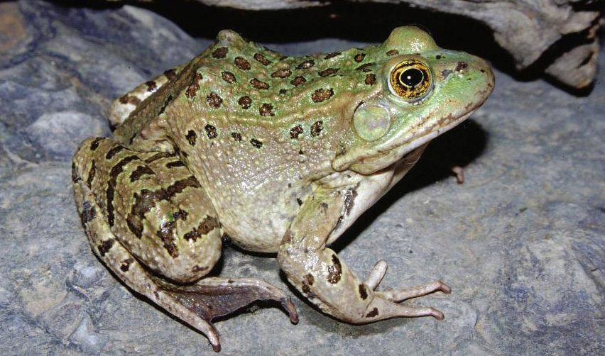 Recovering the Chiricahua Leopard Frog for Generations to Come ...