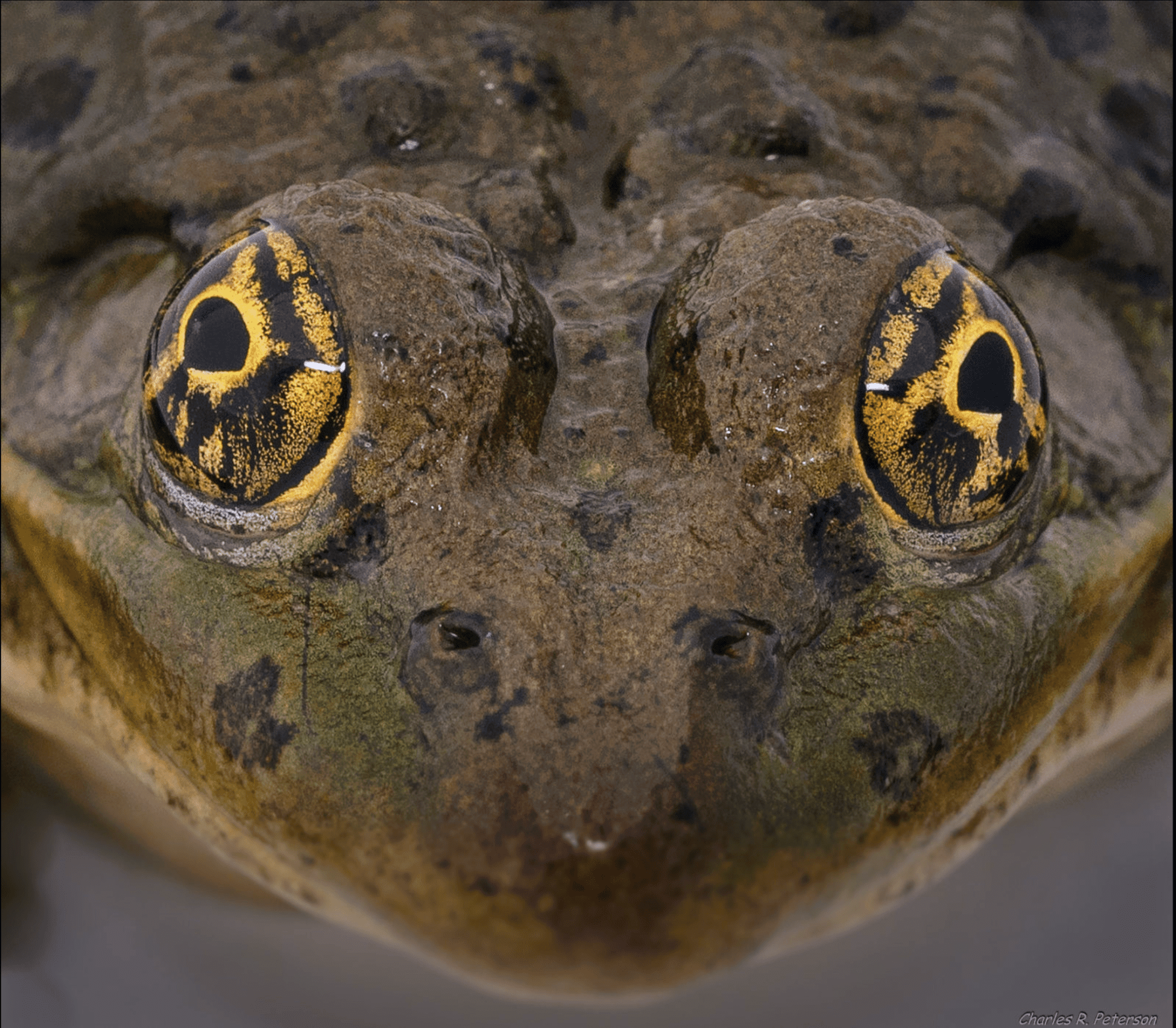 Recovering the Chiricahua Leopard Frog for Generations to Come ...