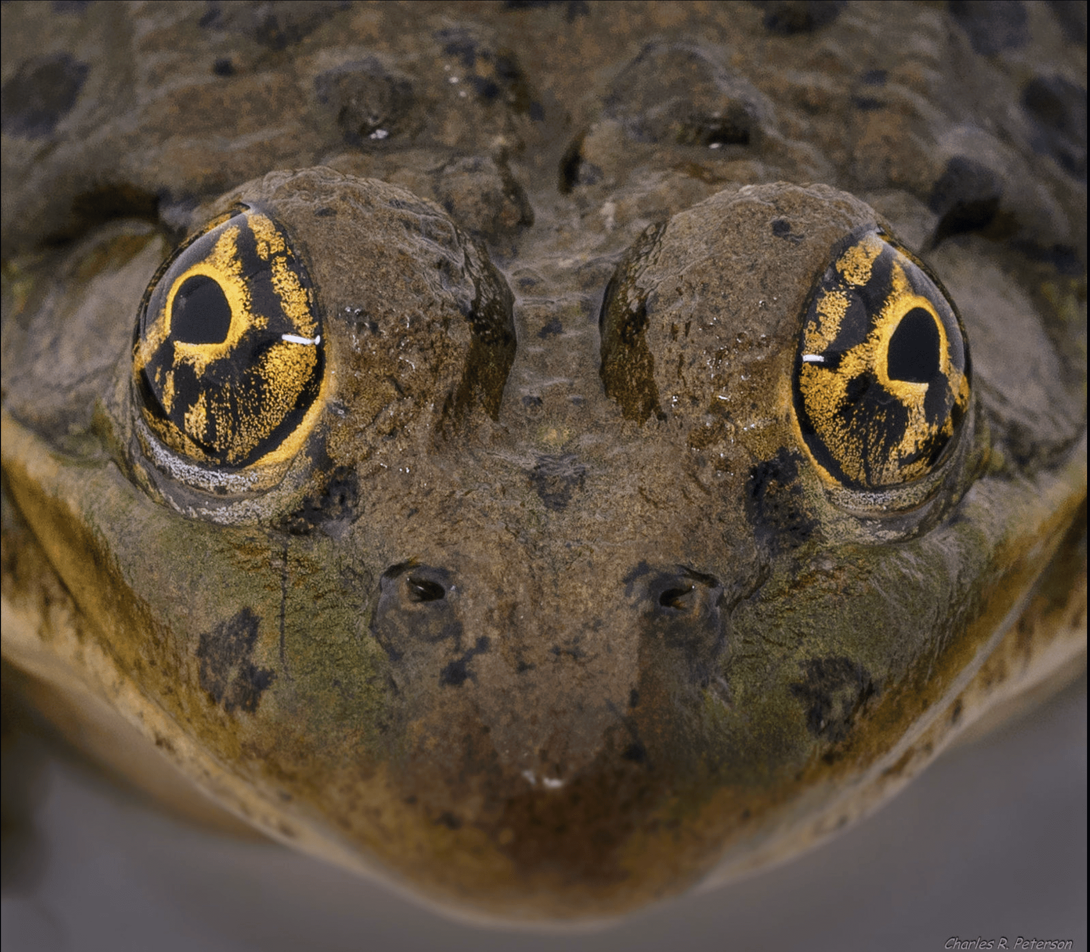 Recovering the Chiricahua Leopard Frog for Generations to Come ...