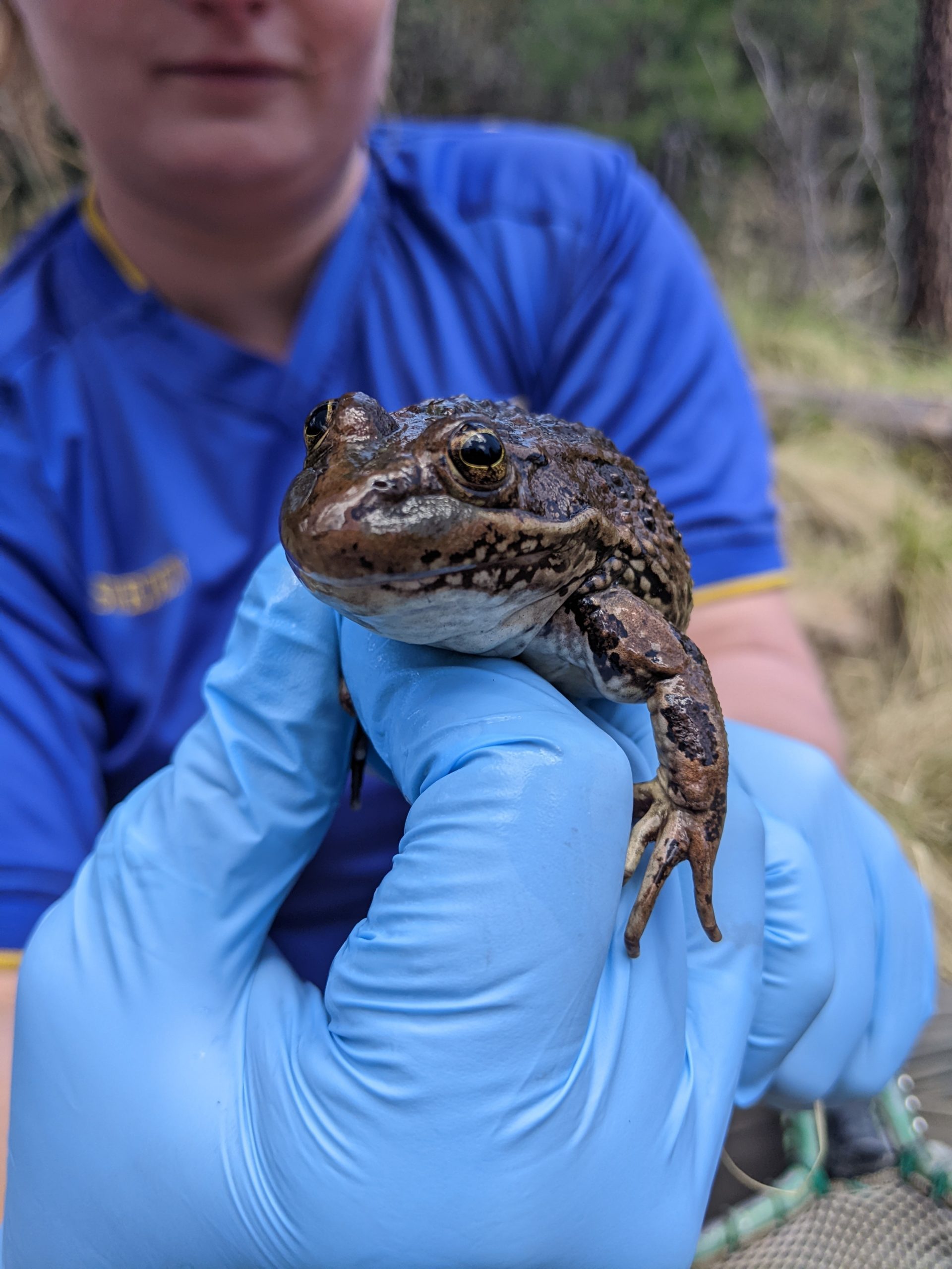 Recovering the Chiricahua Leopard Frog for Generations to Come ...