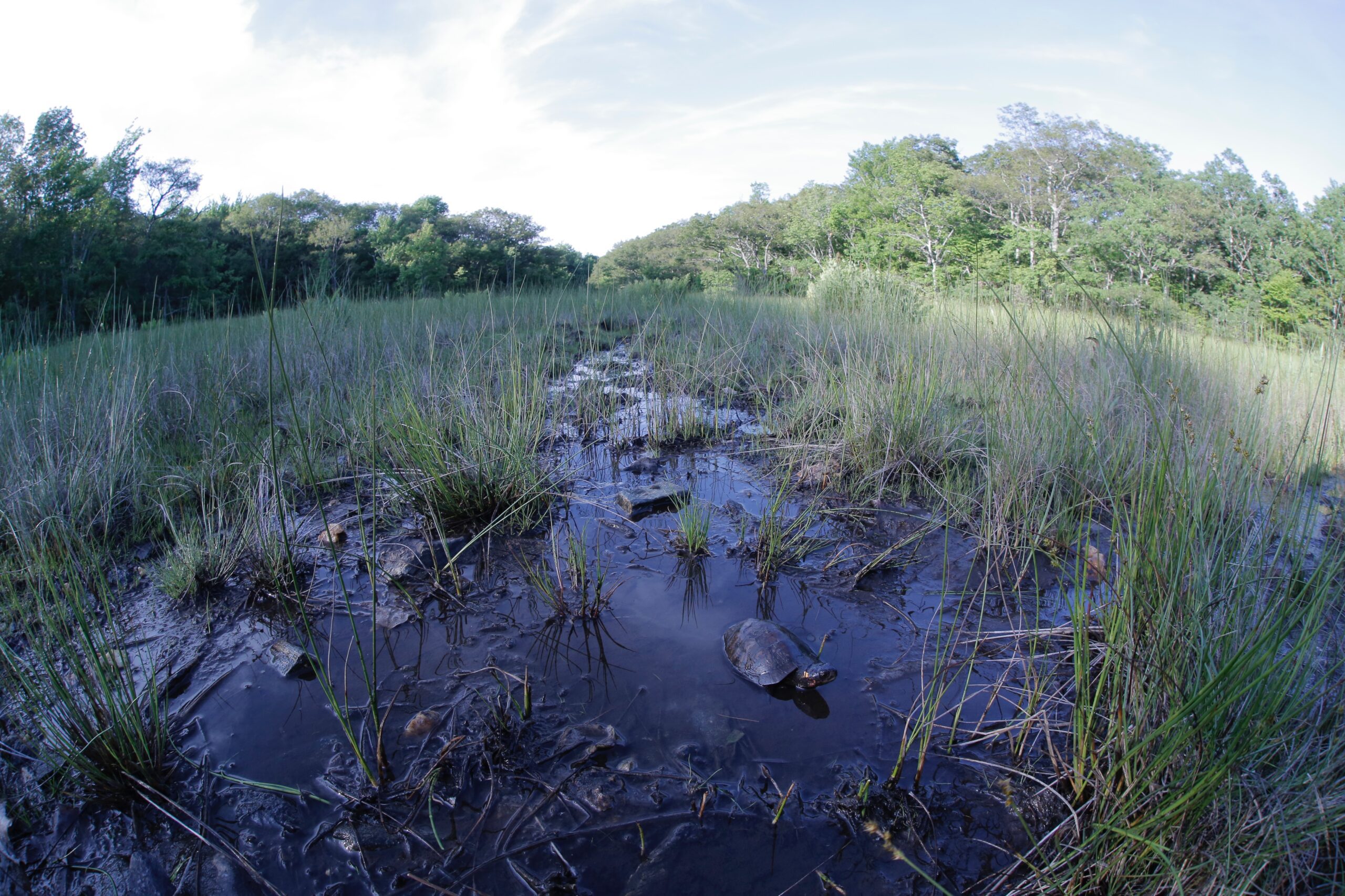 2023: Tipping Point for Amphibians and Reptiles Throughout the United ...