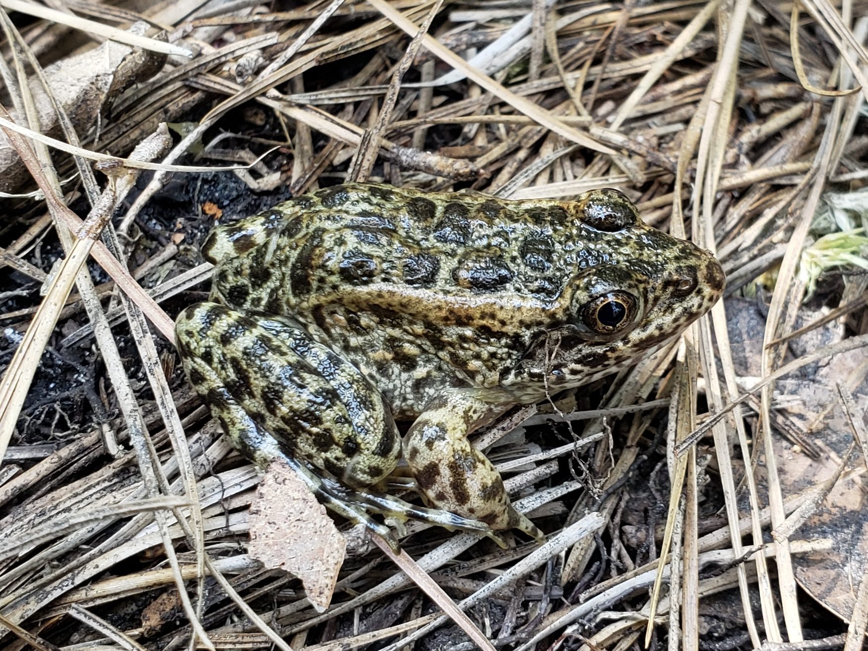 2023: Tipping Point for Amphibians and Reptiles Throughout the United ...