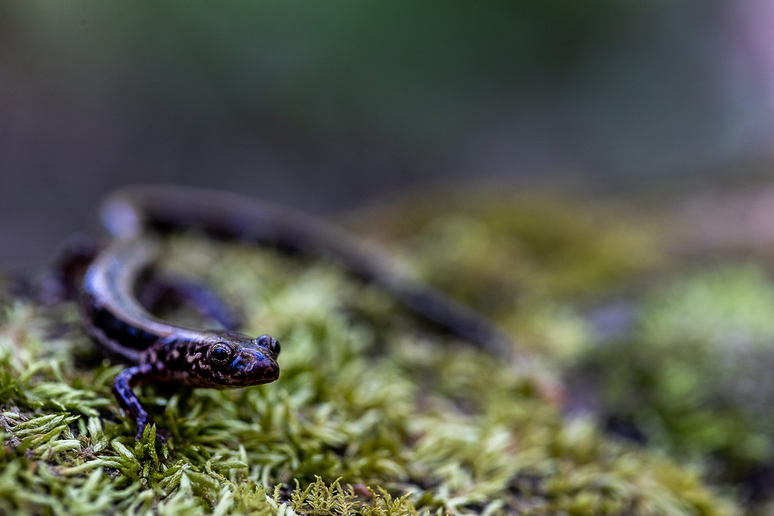 2023: Tipping Point for Amphibians and Reptiles Throughout the United ...