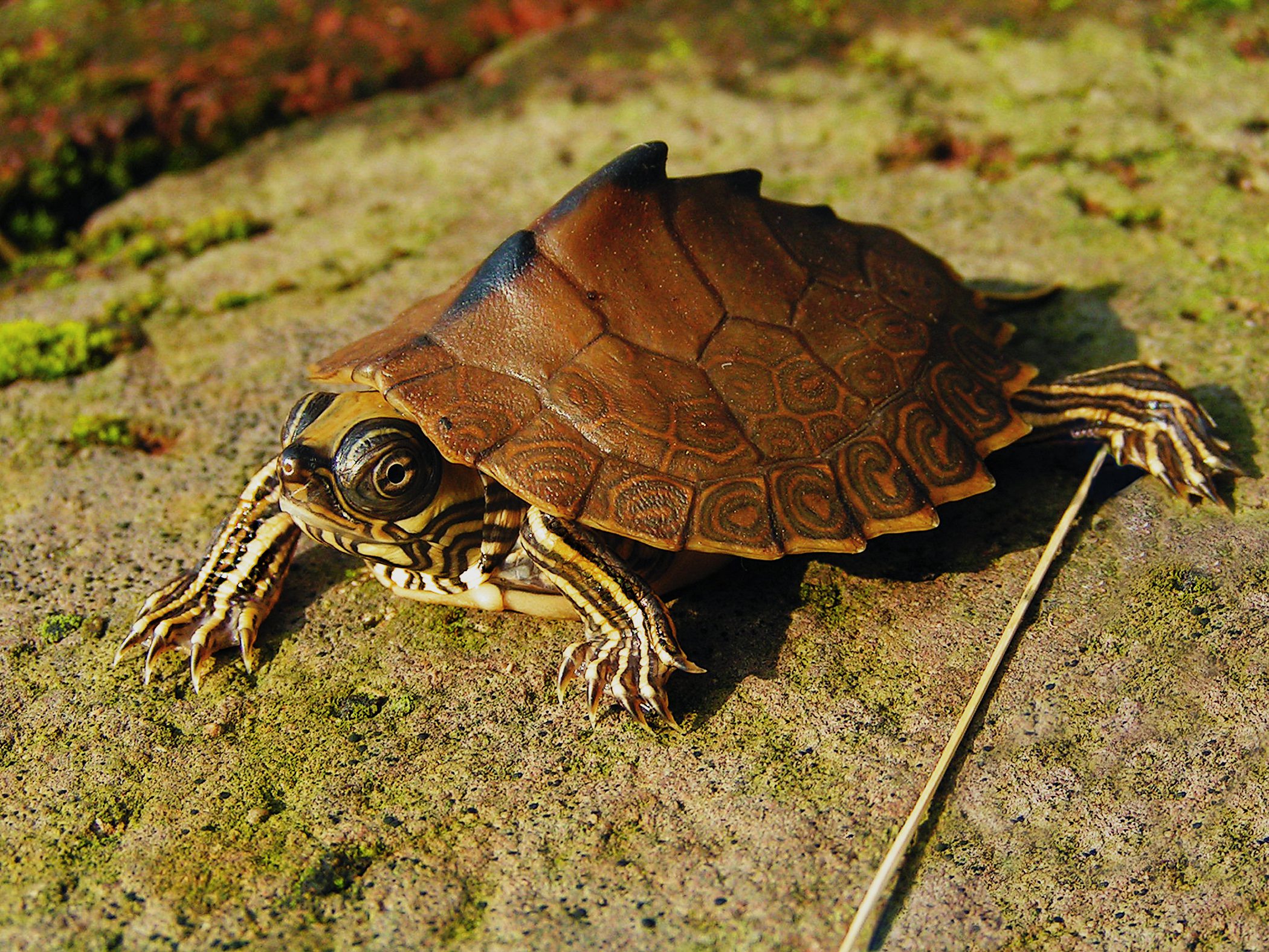 Protecting Alabama’s Ancient Wild Legacy in the Bankhead PARCA ...
