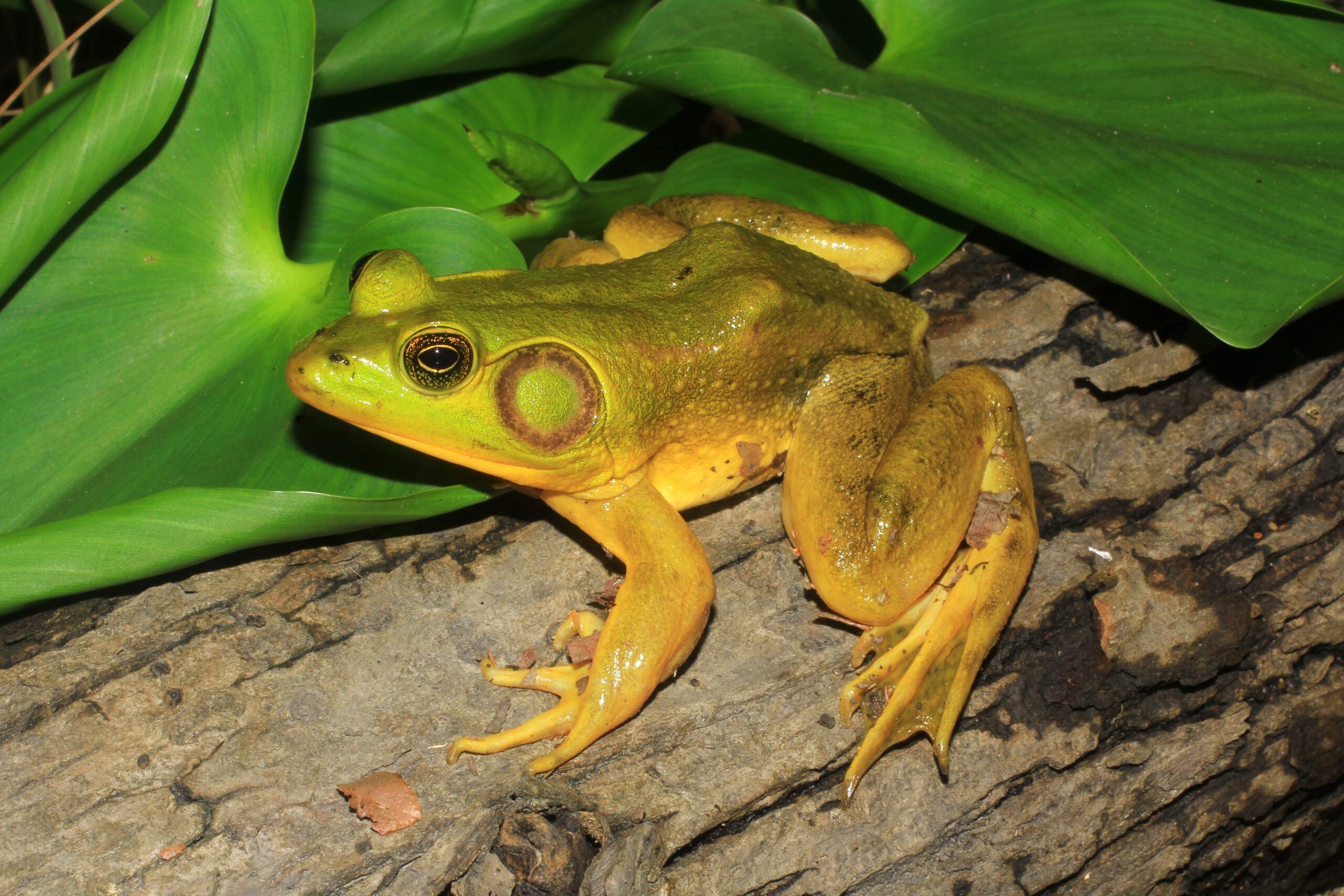 The Unpredictable and Unexpected Impacts of Invasive Species ...