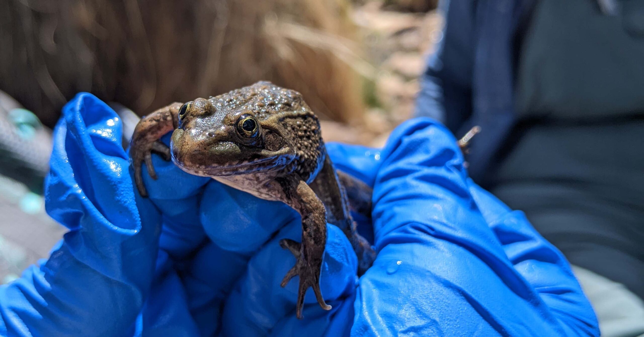 The Unpredictable and Unexpected Impacts of Invasive Species ...