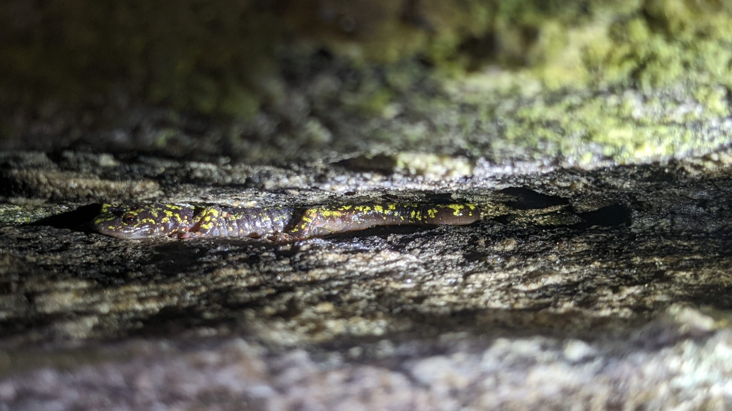 Safeguarding a New Yet Age-Old Salamander Species - Amphibian and ...