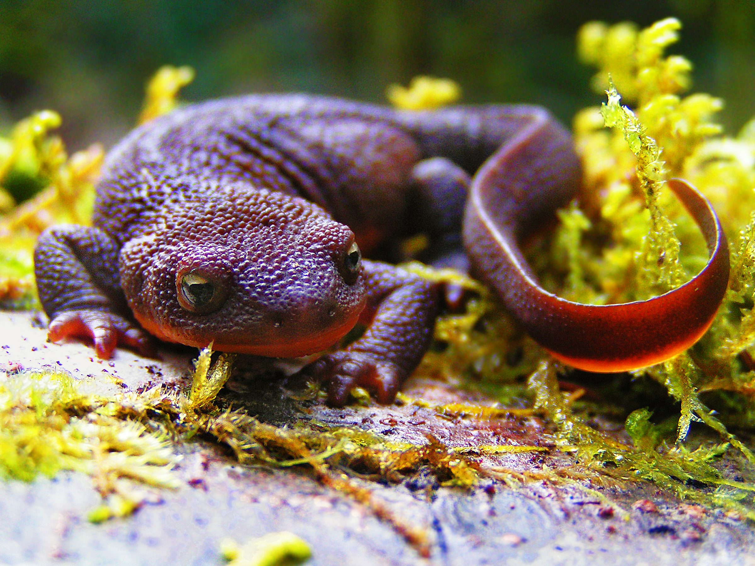 The Unpredictable and Unexpected Impacts of Invasive Species ...