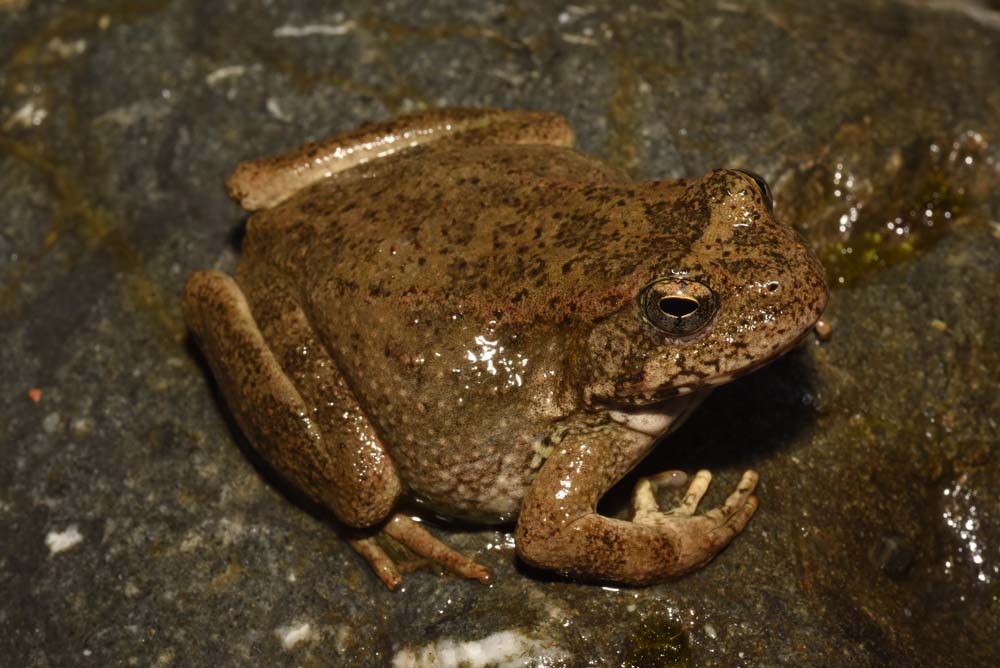 Conserving Imperiled Amphibians and Reptiles When Federal Protections ...