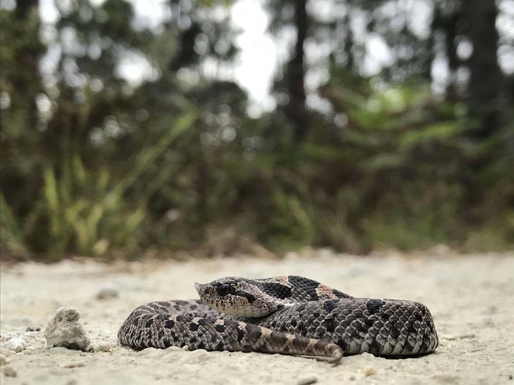 Conserving Imperiled Amphibians and Reptiles When Federal Protections ...