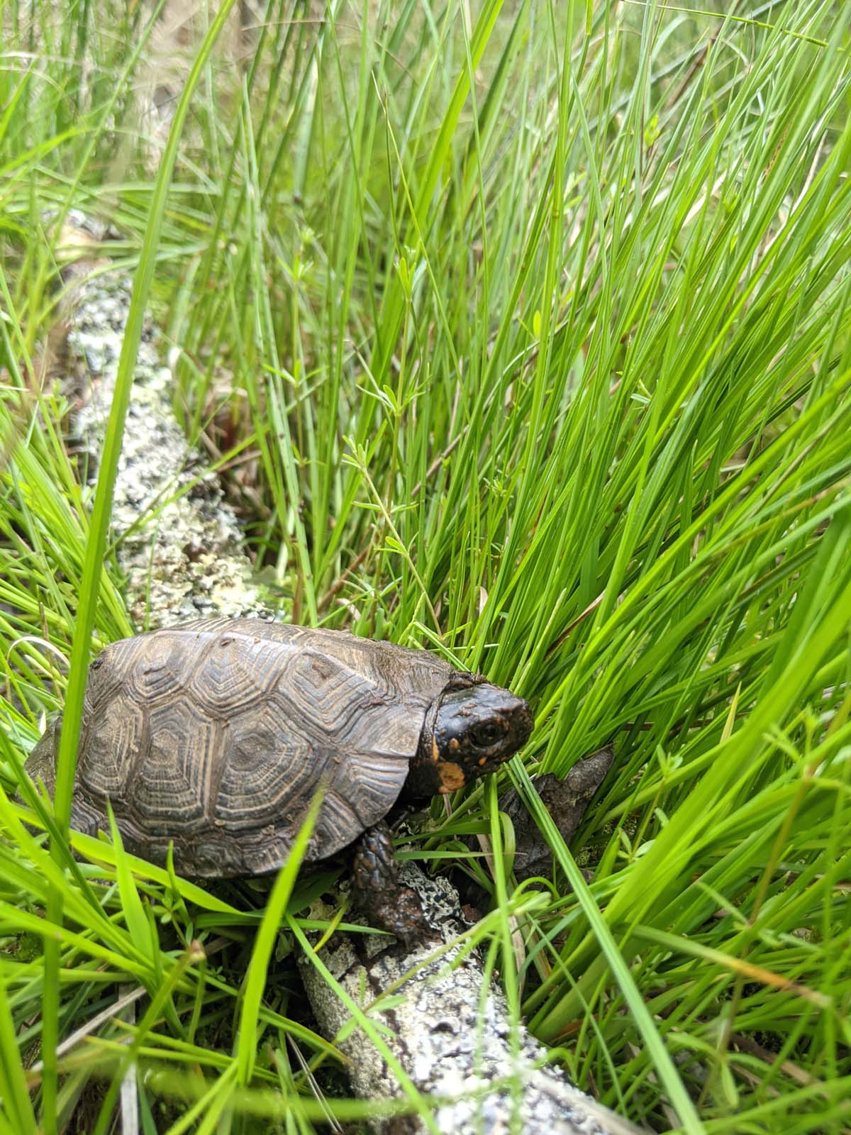 Why Shouldn’t You Be Optimistic About Protecting Endangered Wildlife ...