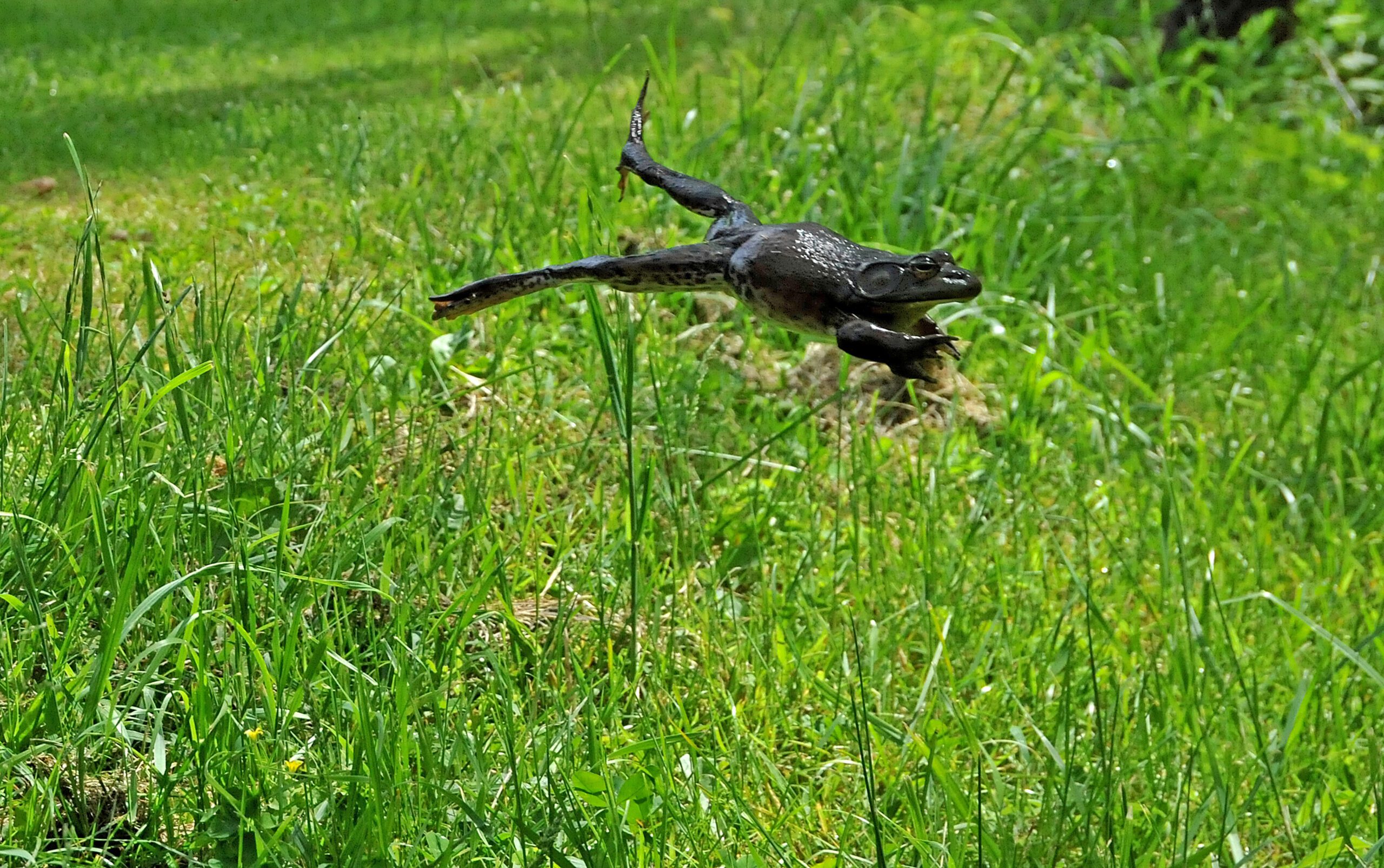 Frog Friend or Foe: The Problematic Legacy of the American Bullfrog ...