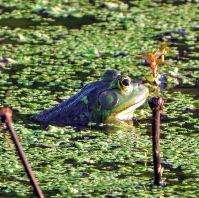 Frog Friend or Foe: The Problematic Legacy of the American Bullfrog ...