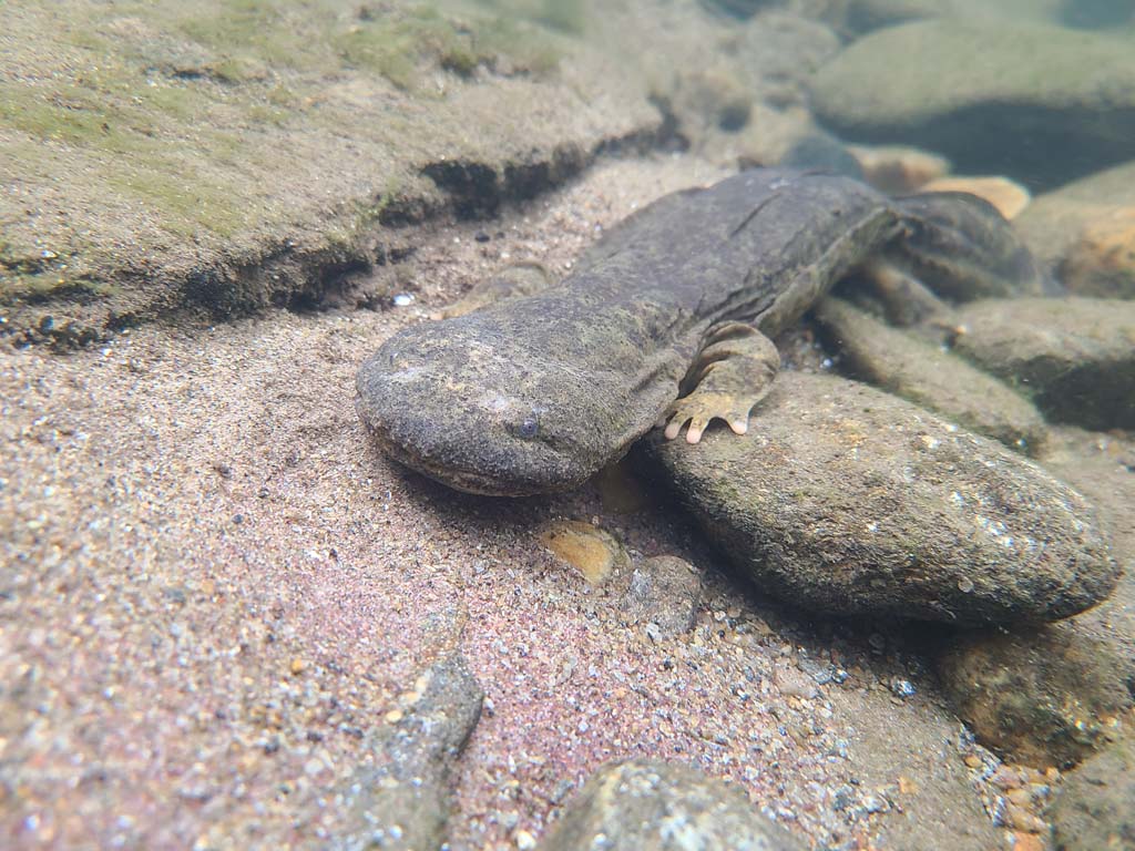 Hellbender Salamander