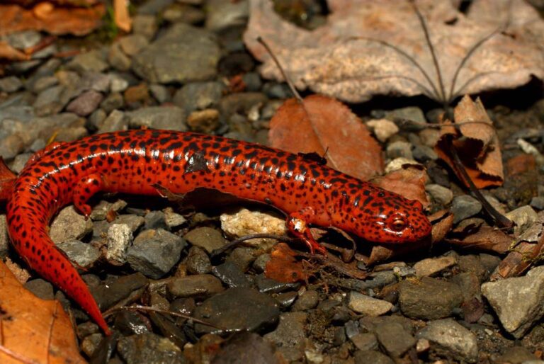 Northern Red Salamander - Amphibian and Reptile Conservancy