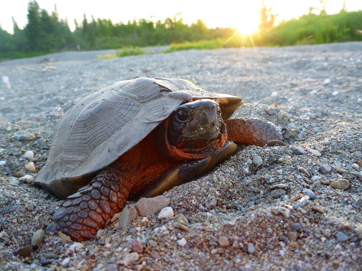 Unlocking Awe: How Amphibians and Reptiles Can Invoke Its Profound ...