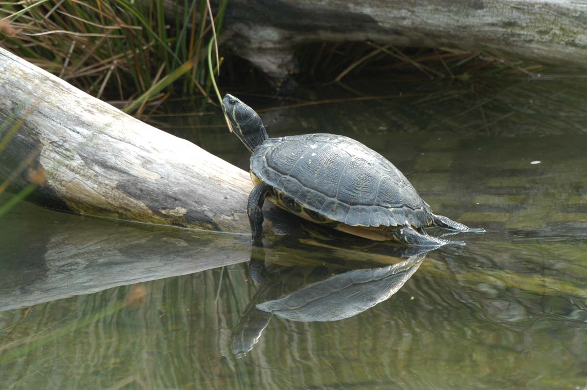 Unlocking Awe: How Amphibians and Reptiles Can Invoke Its Profound ...