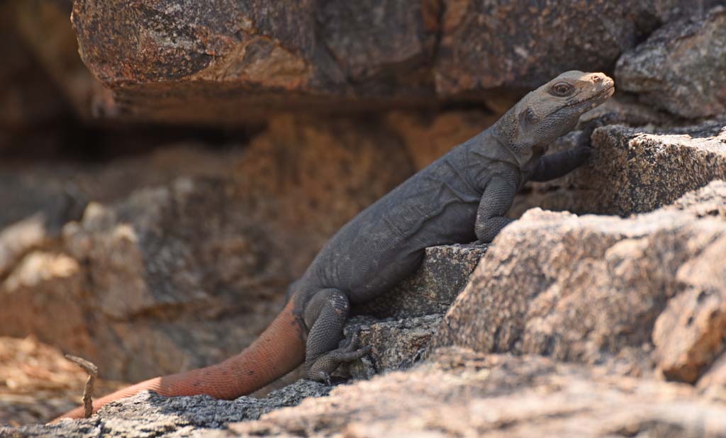 Moment in the Sun: Species’ Summer Adaptations Provide Ways to Protect ...